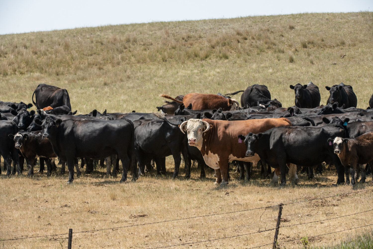 USDA Launches Cattle Contracts Library Urged By Johnson | Aberdeen Insider