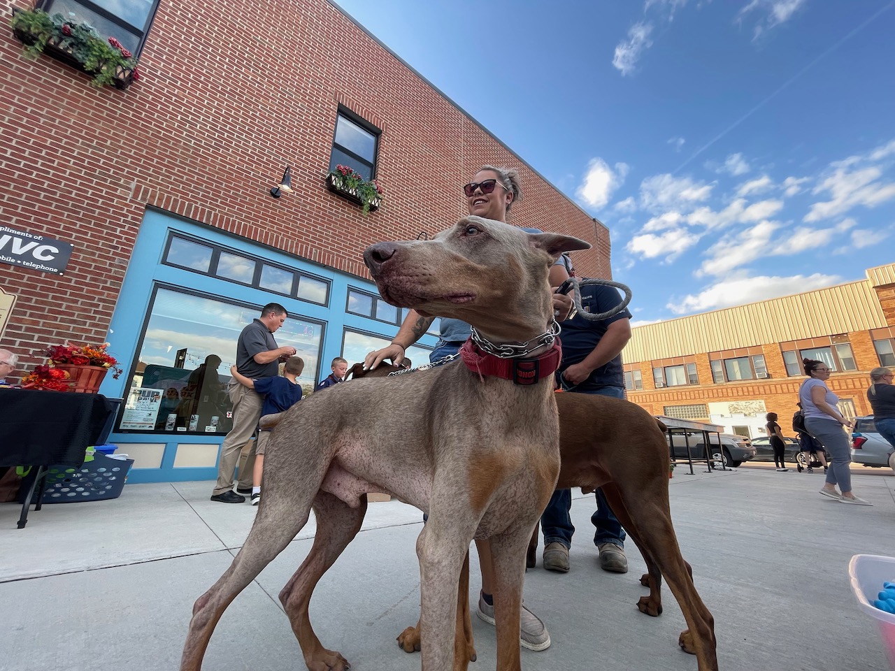Photos: Pup Crawl Brought Four-legged Crowd To Malchow Plaza | Aberdeen ...