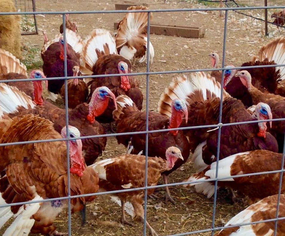 Demand Remains High For 'heritage Turkeys' Grown In South Dakota ...