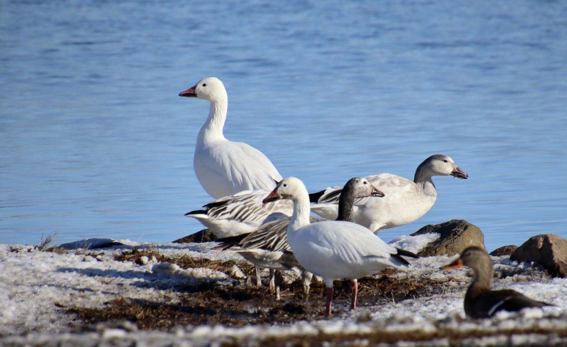 Gallery: Geese Gather At Wylie Lake | Aberdeen Insider