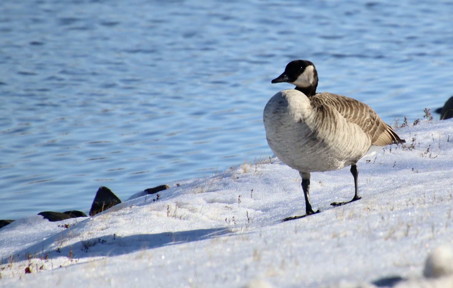 Gallery: Geese Gather At Wylie Lake | Aberdeen Insider