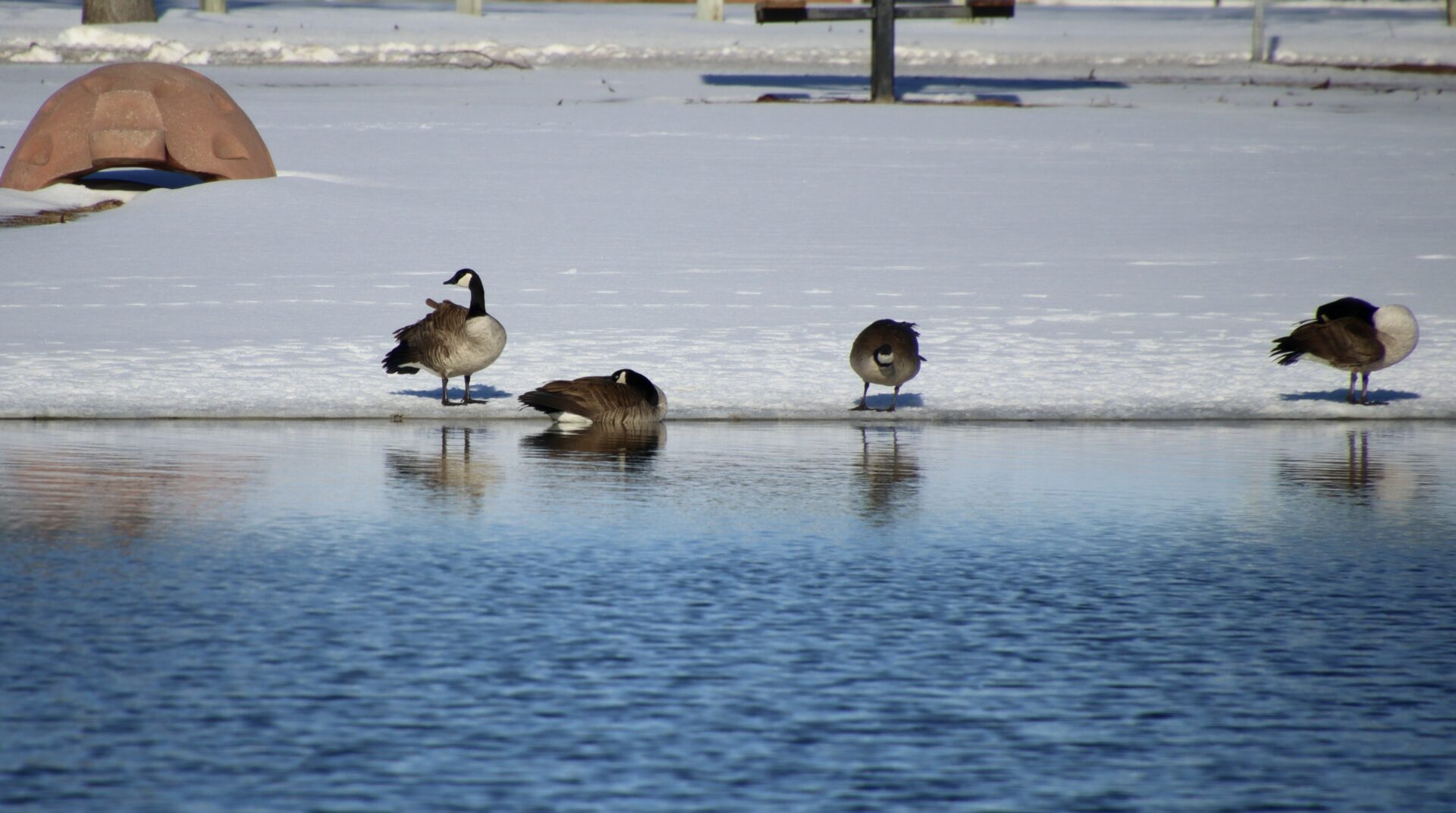 Gallery: Geese Gather At Wylie Lake | Aberdeen Insider