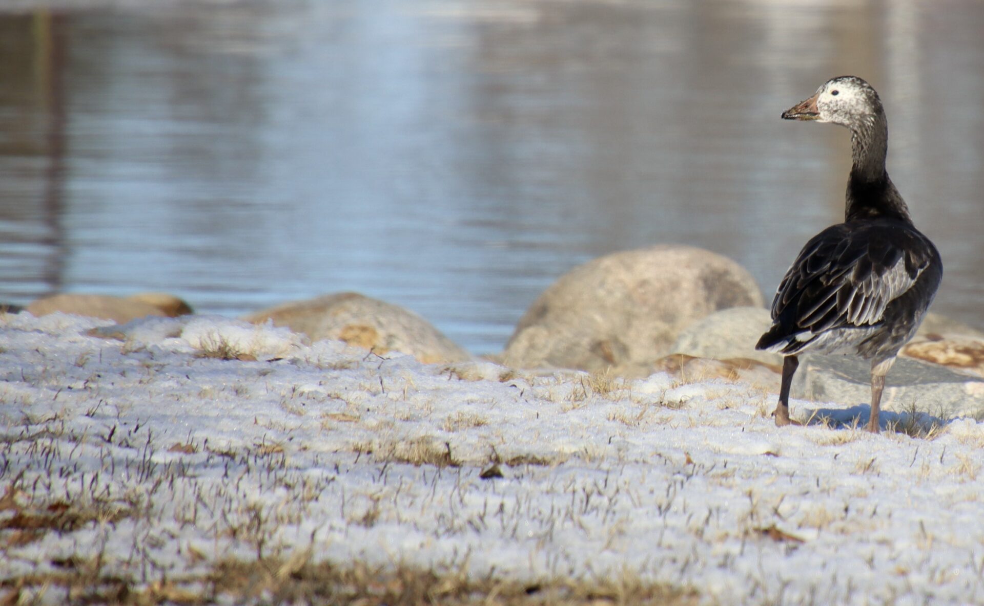Gallery: Geese Gather At Wylie Lake | Aberdeen Insider