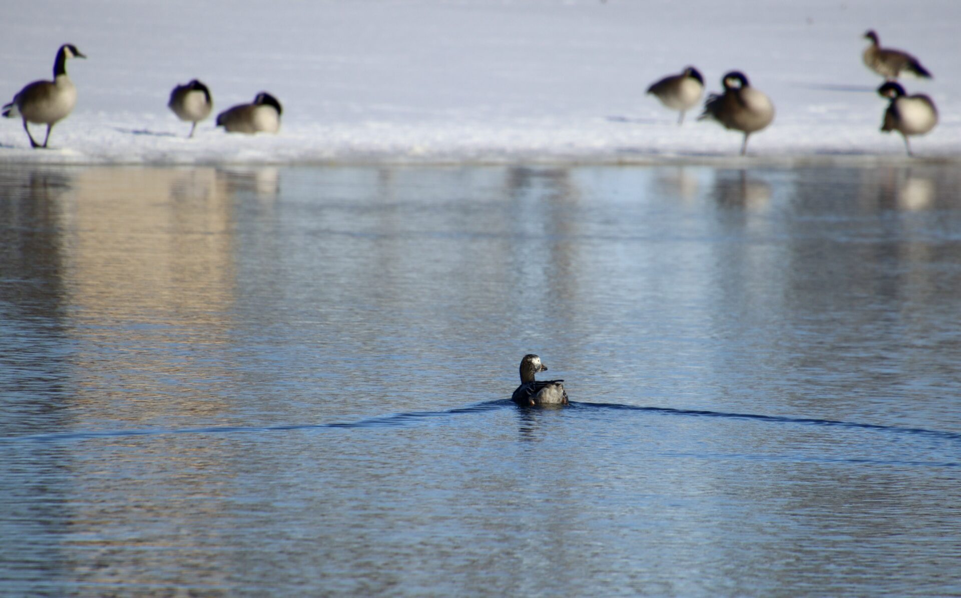 Gallery: Geese Gather At Wylie Lake | Aberdeen Insider
