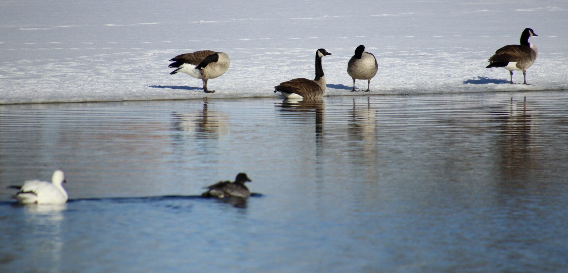 Gallery: Geese Gather At Wylie Lake | Aberdeen Insider