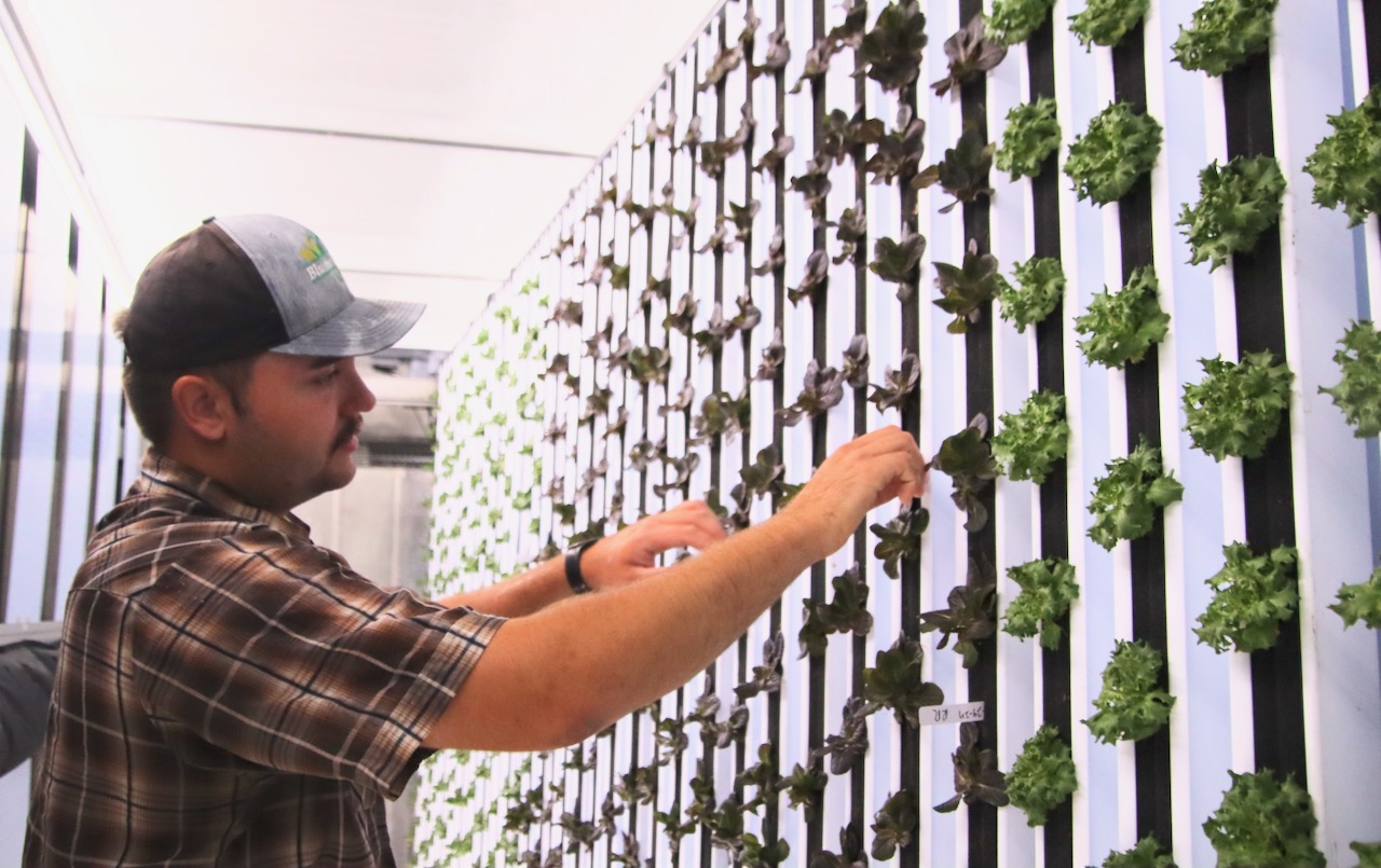 Blume Foods Eyes Expansion Of Hydroponics Operation | Aberdeen Insider