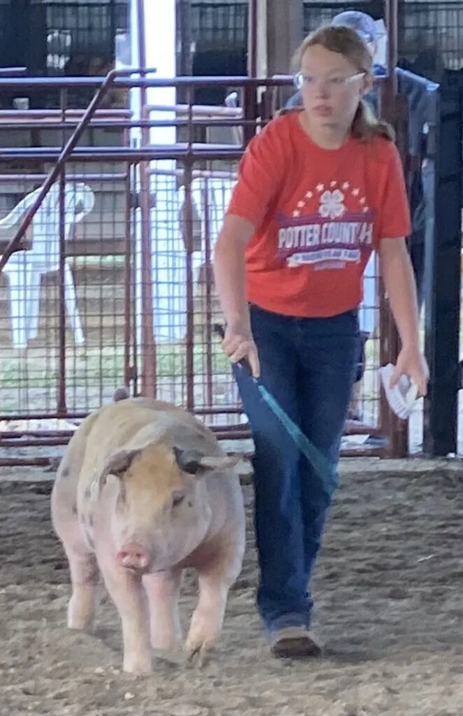 Gettysburg FFA Pig Project Connects Kids Of All Backgrounds With ...
