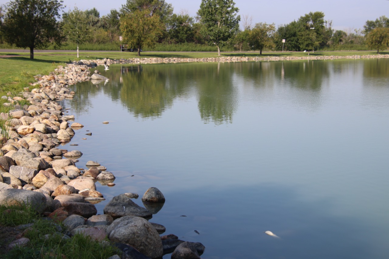 Fish Kill Causing Stench At Wylie Lake Caused By Algae Bloom | Aberdeen ...