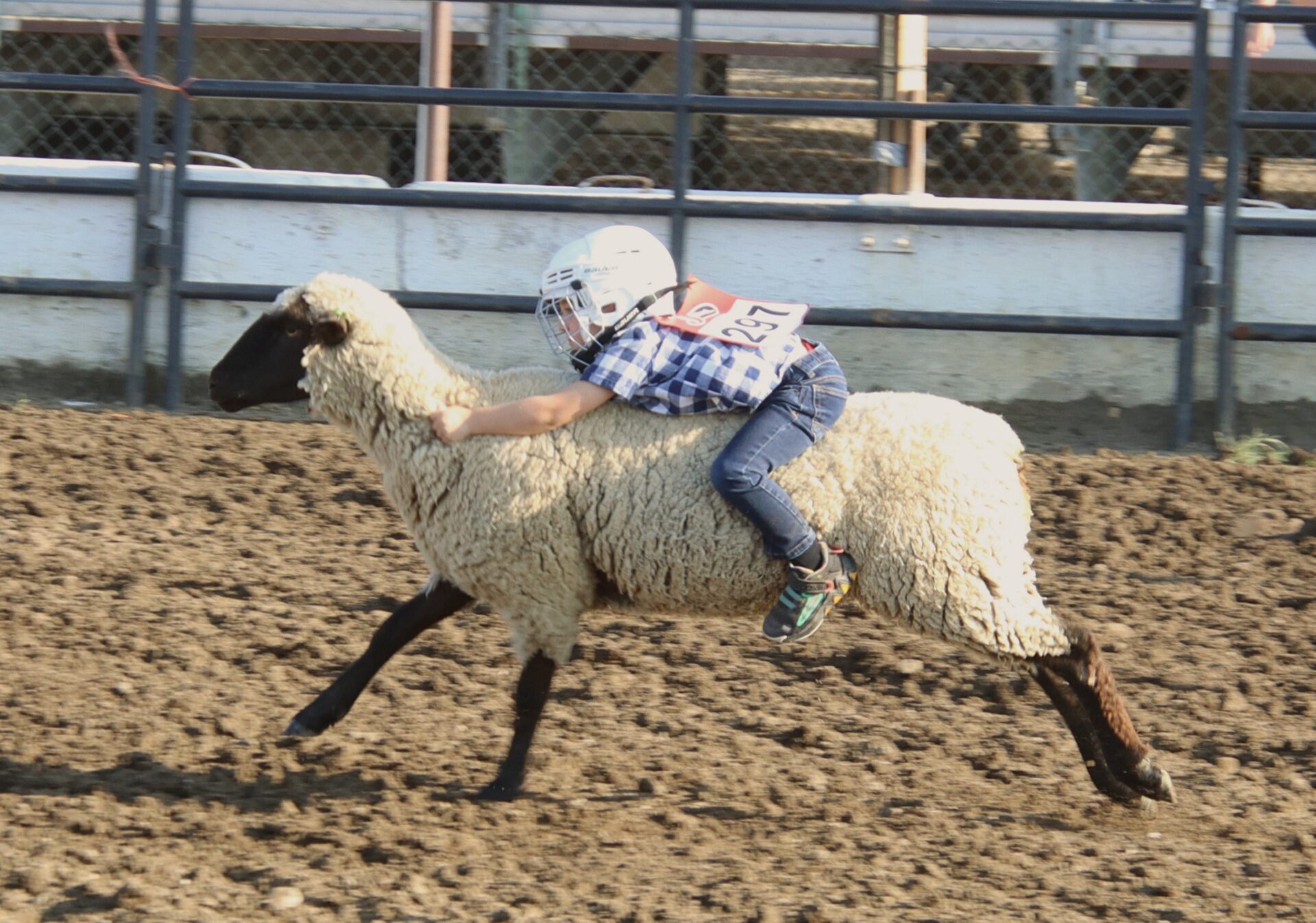 Gallery: Check Out The What's Happening At The 2024 Brown County Fair ...