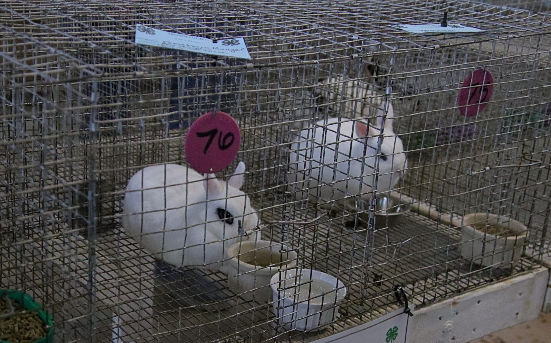 Gallery: Check Out The What's Happening At The 2024 Brown County Fair ...