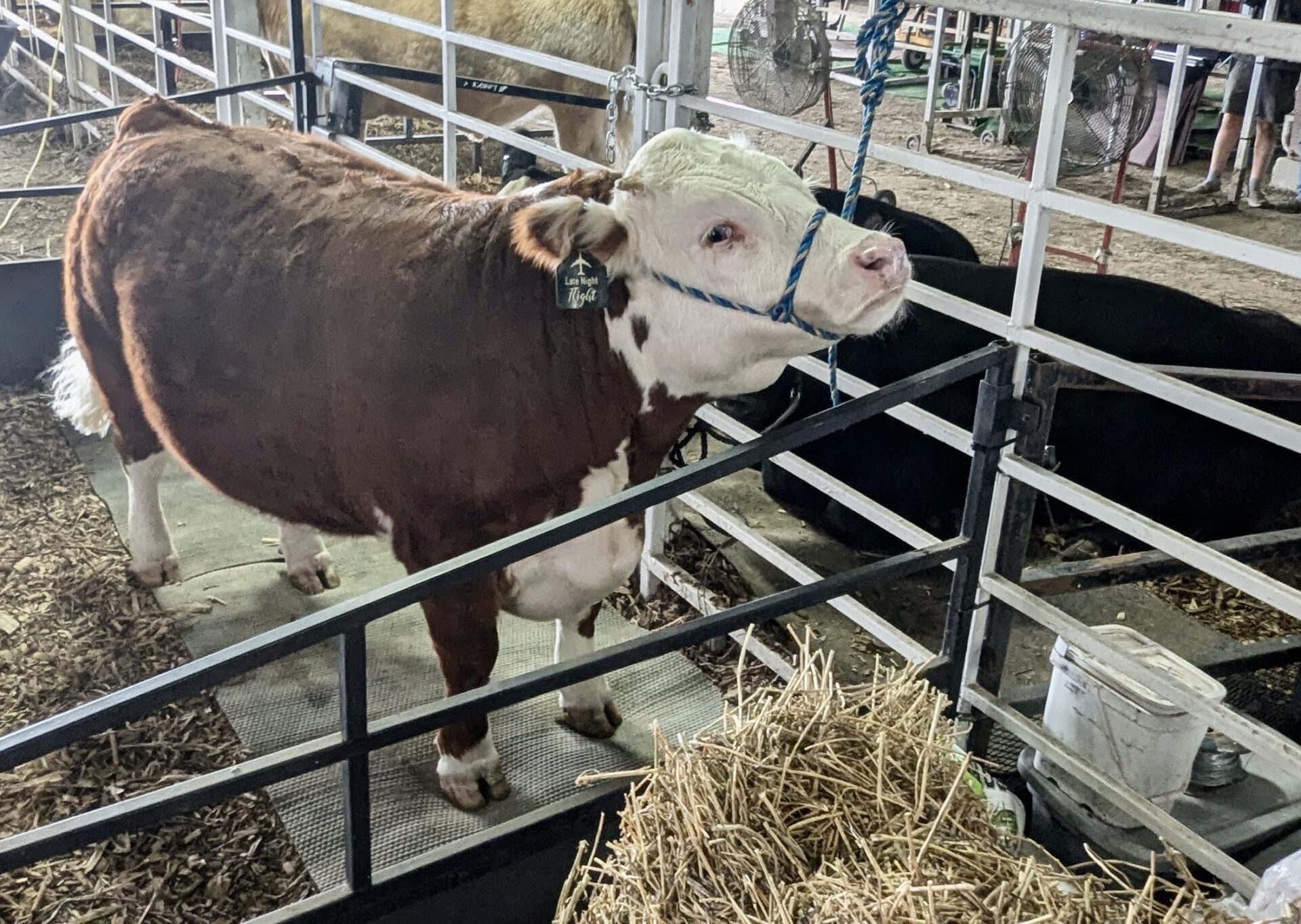 Gallery: Check Out The What's Happening At The 2024 Brown County Fair ...