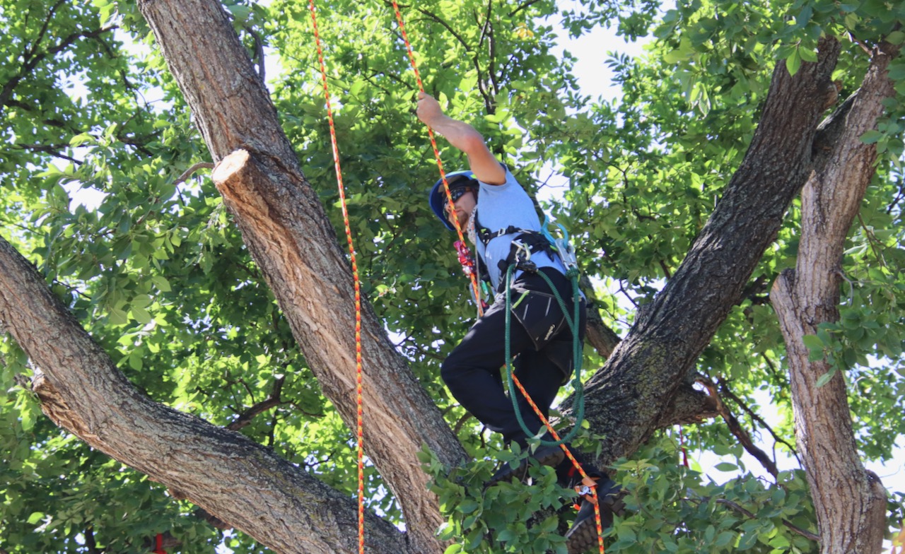 Aberdeen's Bower Third In Regional Tree-climbing Championships ...