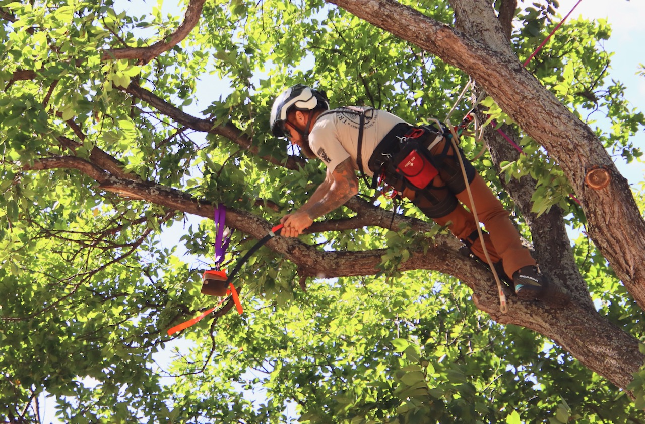 Aberdeen's Bower Third In Regional Tree-climbing Championships ...