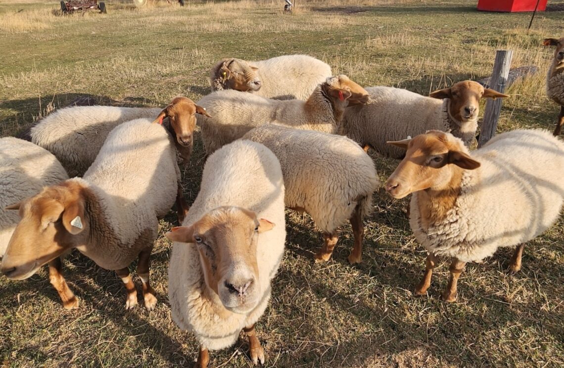 Houghton Woman Finds Way To Add Value To Wool Scraps | Aberdeen Insider