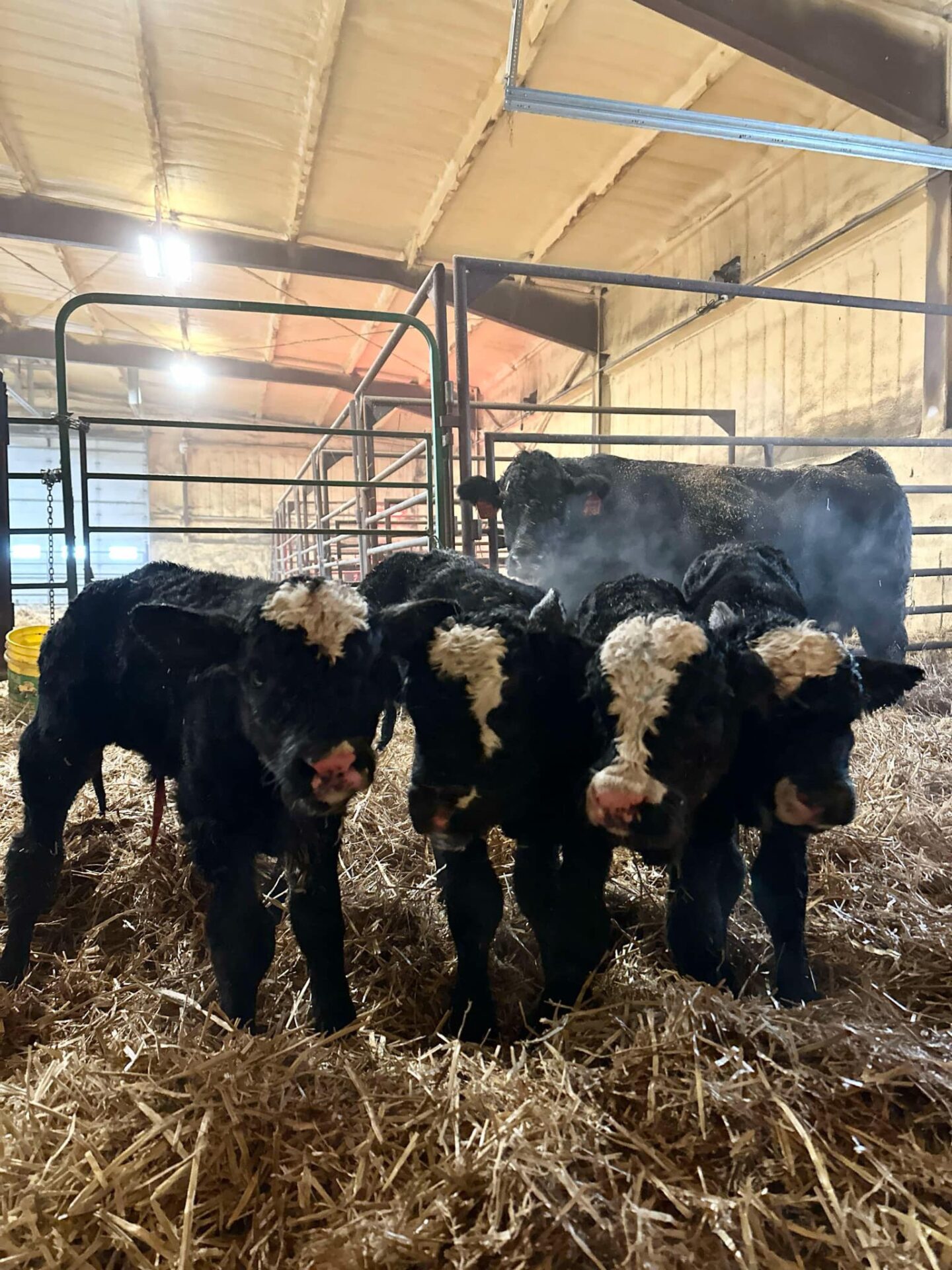Rare Bull Quadruplet Calves Born At Veblen Ranch | Aberdeen Insider