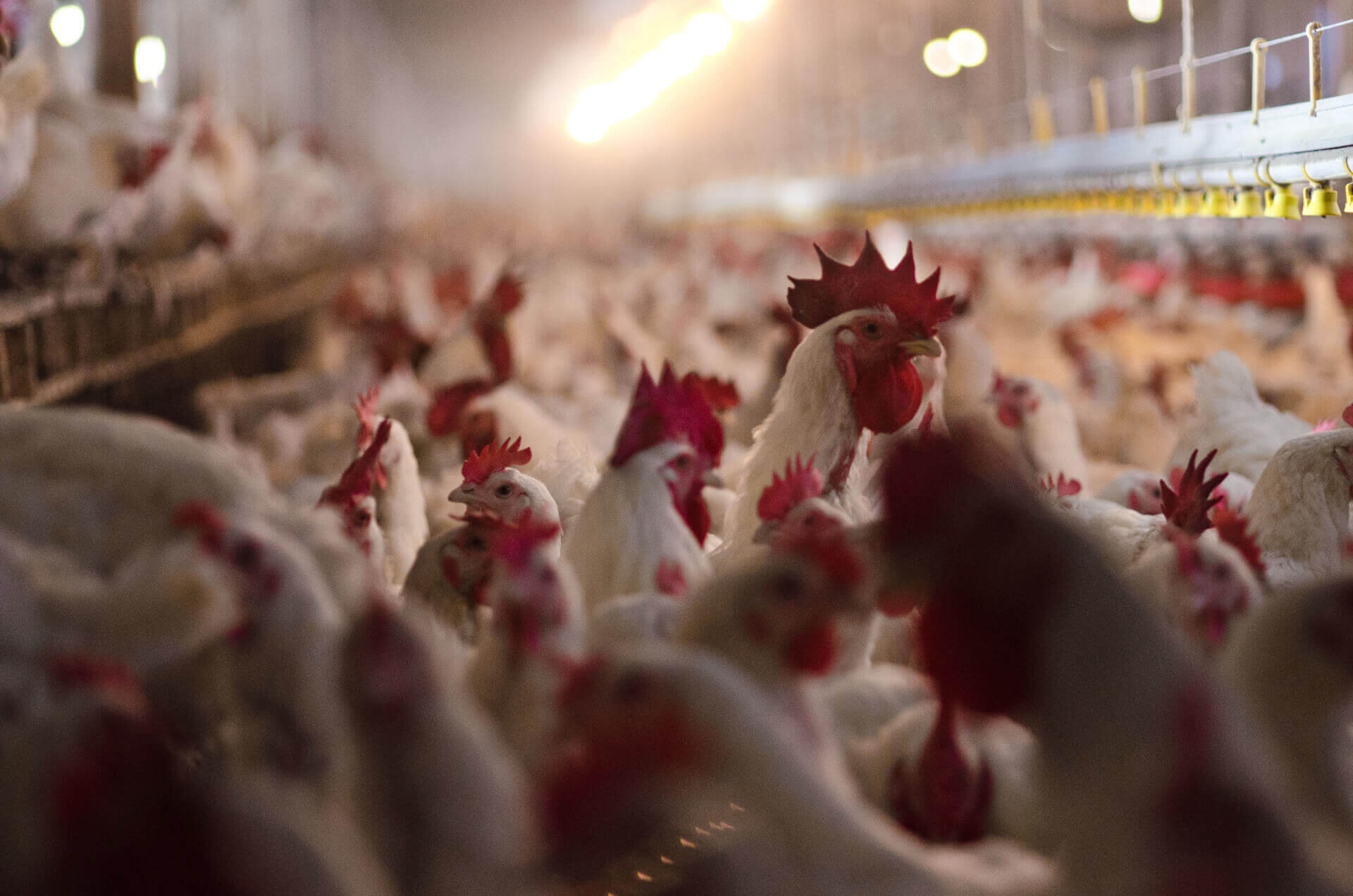 USDA Rolls Out $1 Billion Plan To Combat Bird Flu After Egg Prices Rise | Aberdeen Insider