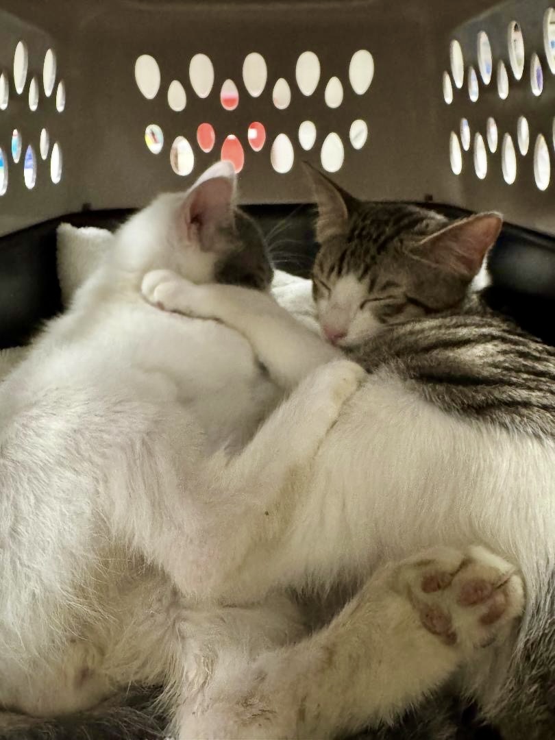 Aberdeen Area Humane Society Takes In 37 Cats In 24 Hours As Kitten ...