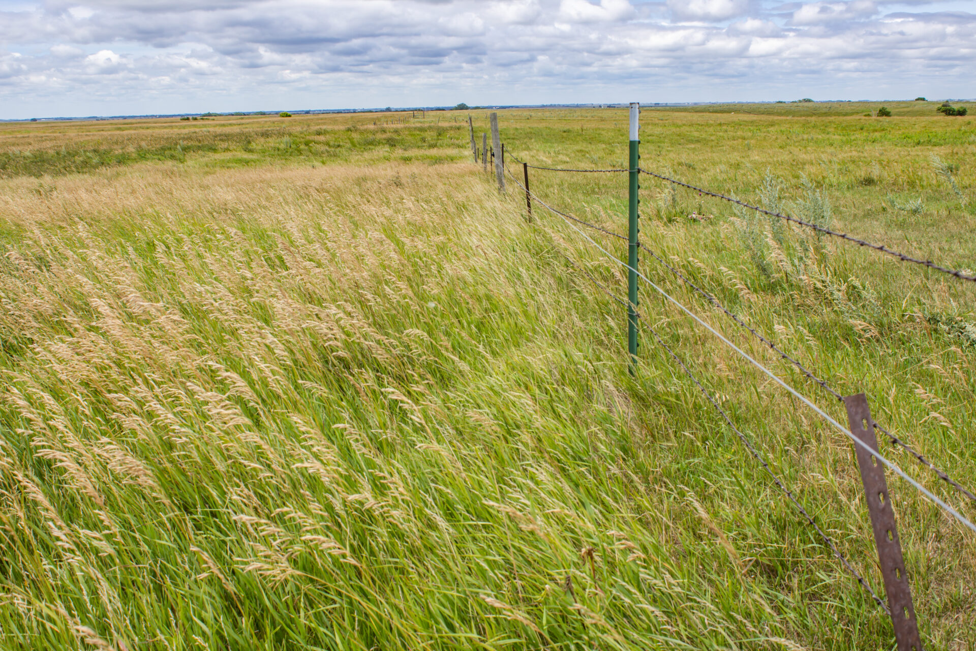 Farmers Should Stay Flexible When Grazing Through Varied Conditions ...