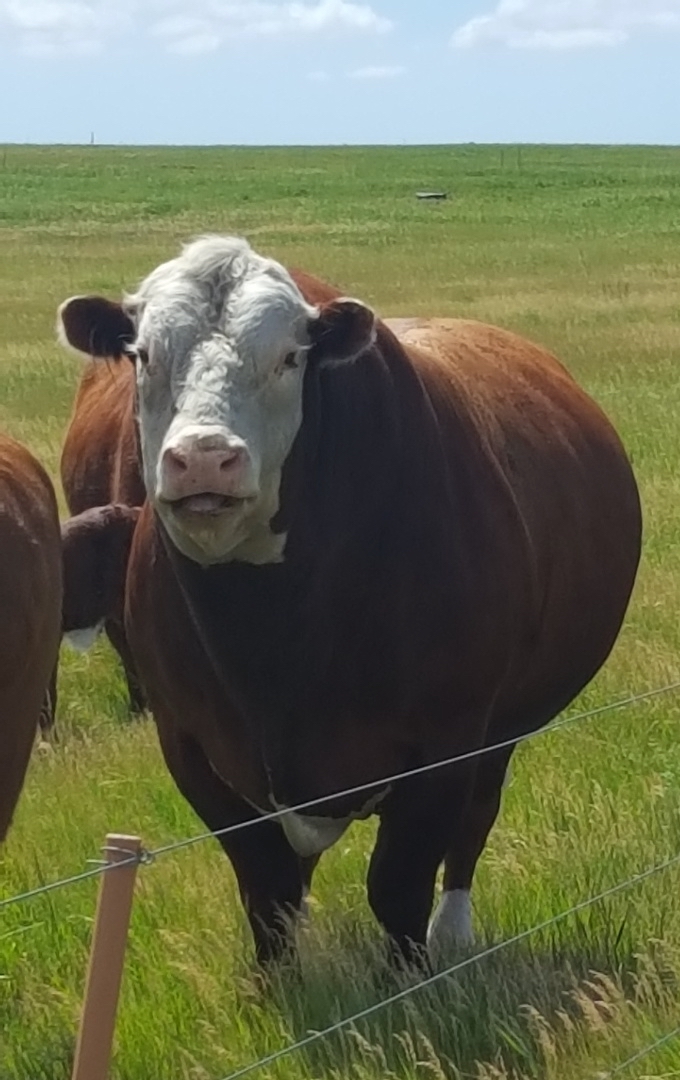 Grass-fed Beef Offer Healthier Option, Onaka Rancher Believes ...