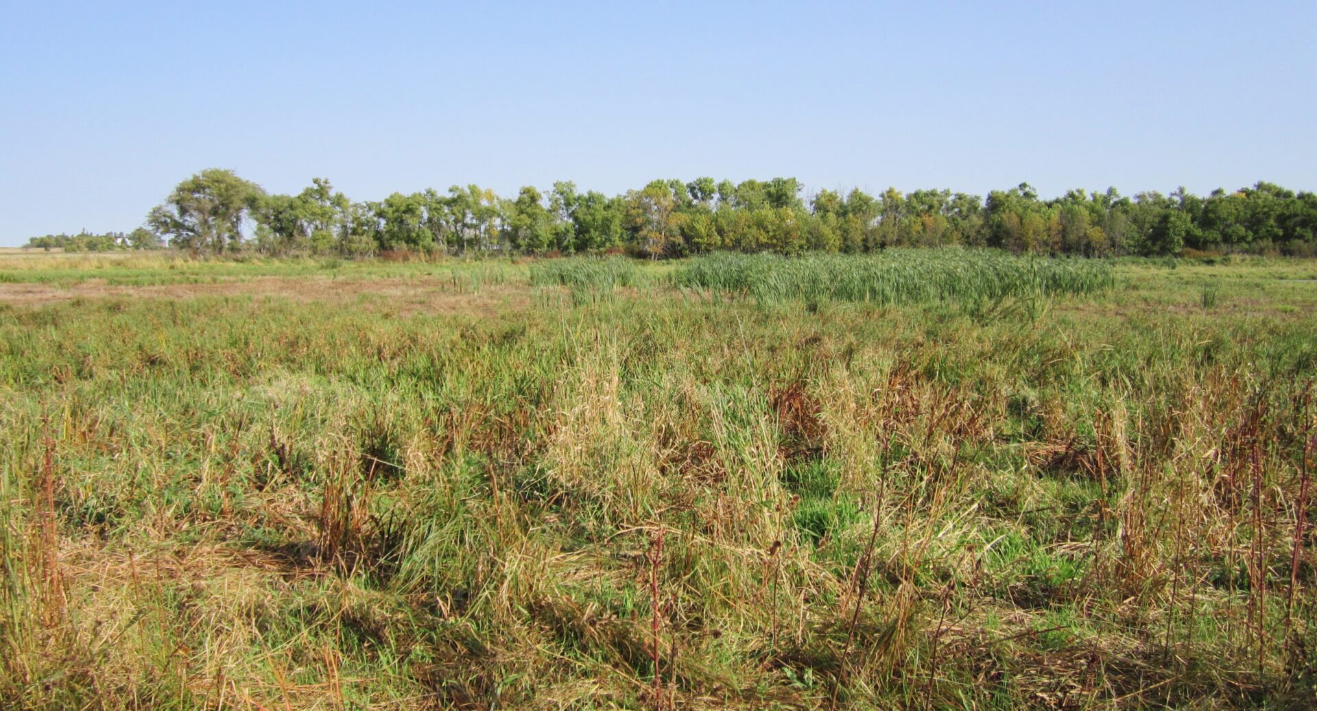 Grass-fed Beef Offer Healthier Option, Onaka Rancher Believes ...