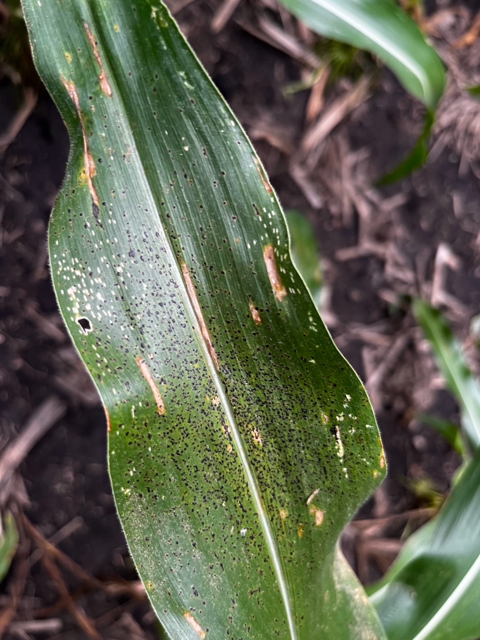 Wet Conditions Favor Tar Spot Development On Corn Leaves | Aberdeen Insider