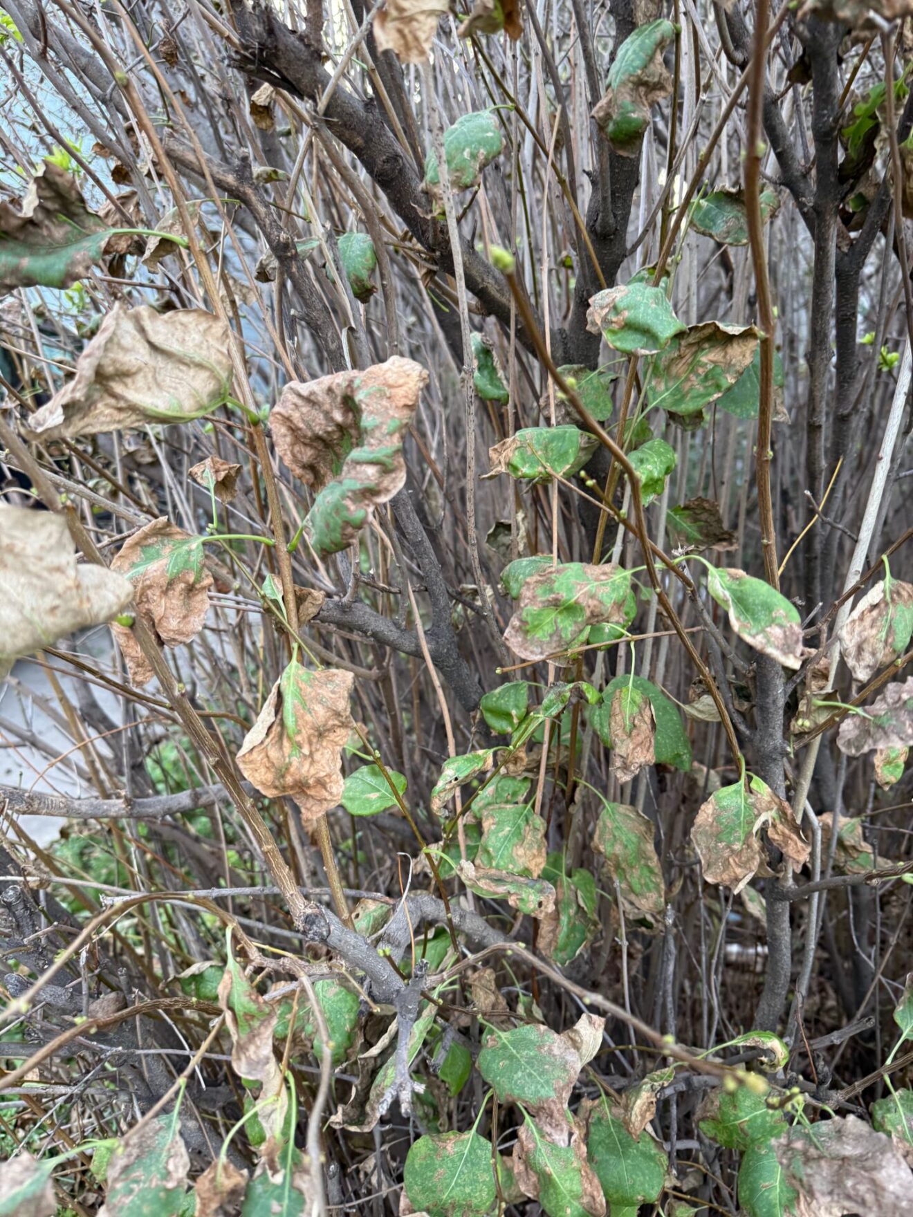 Tree Talk: Lilacs Showing Leaf Spot Across The Region | Aberdeen Insider