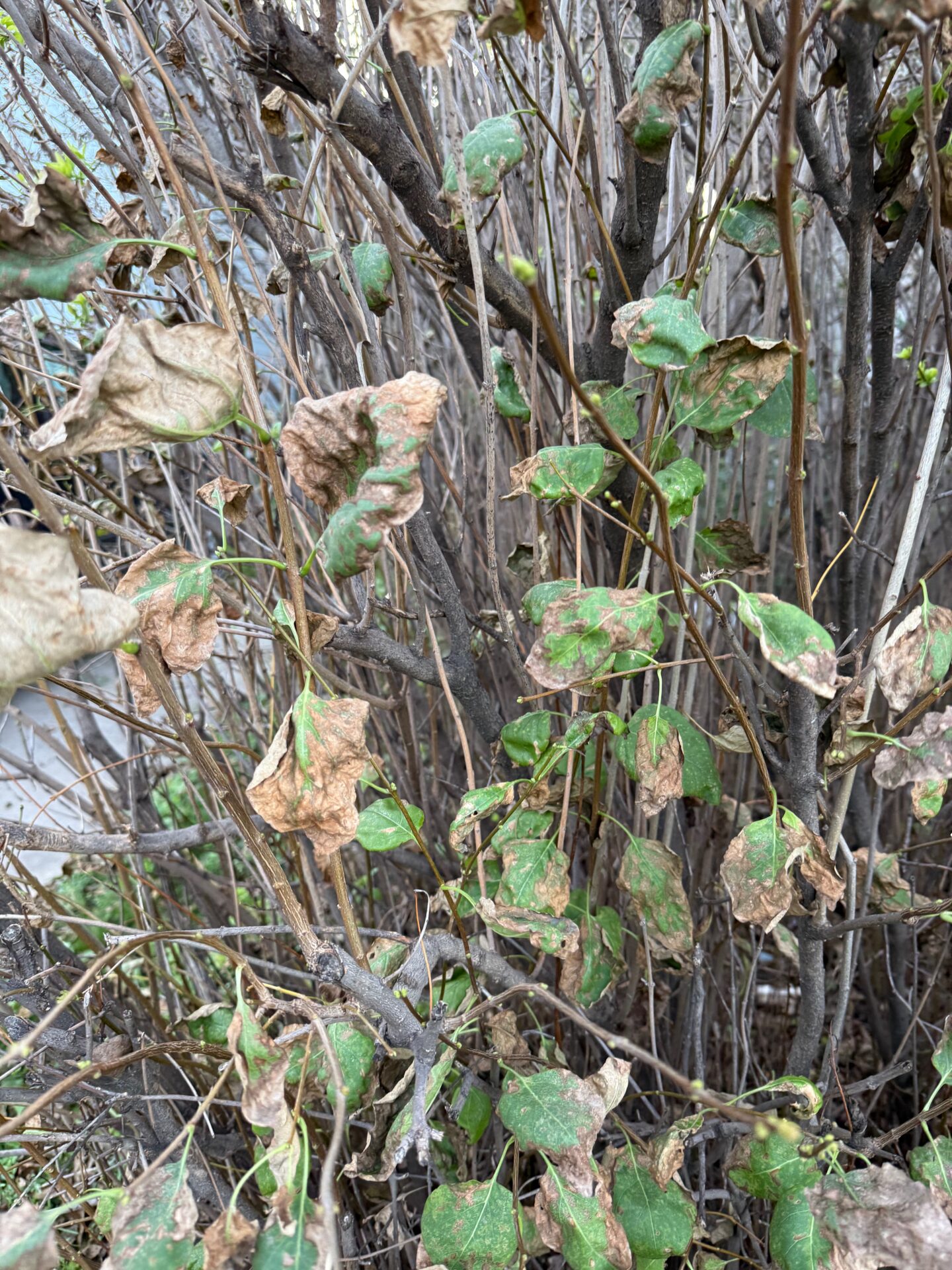 Tree Talk: Lilacs Showing Leaf Spot Across The Region | Aberdeen Insider