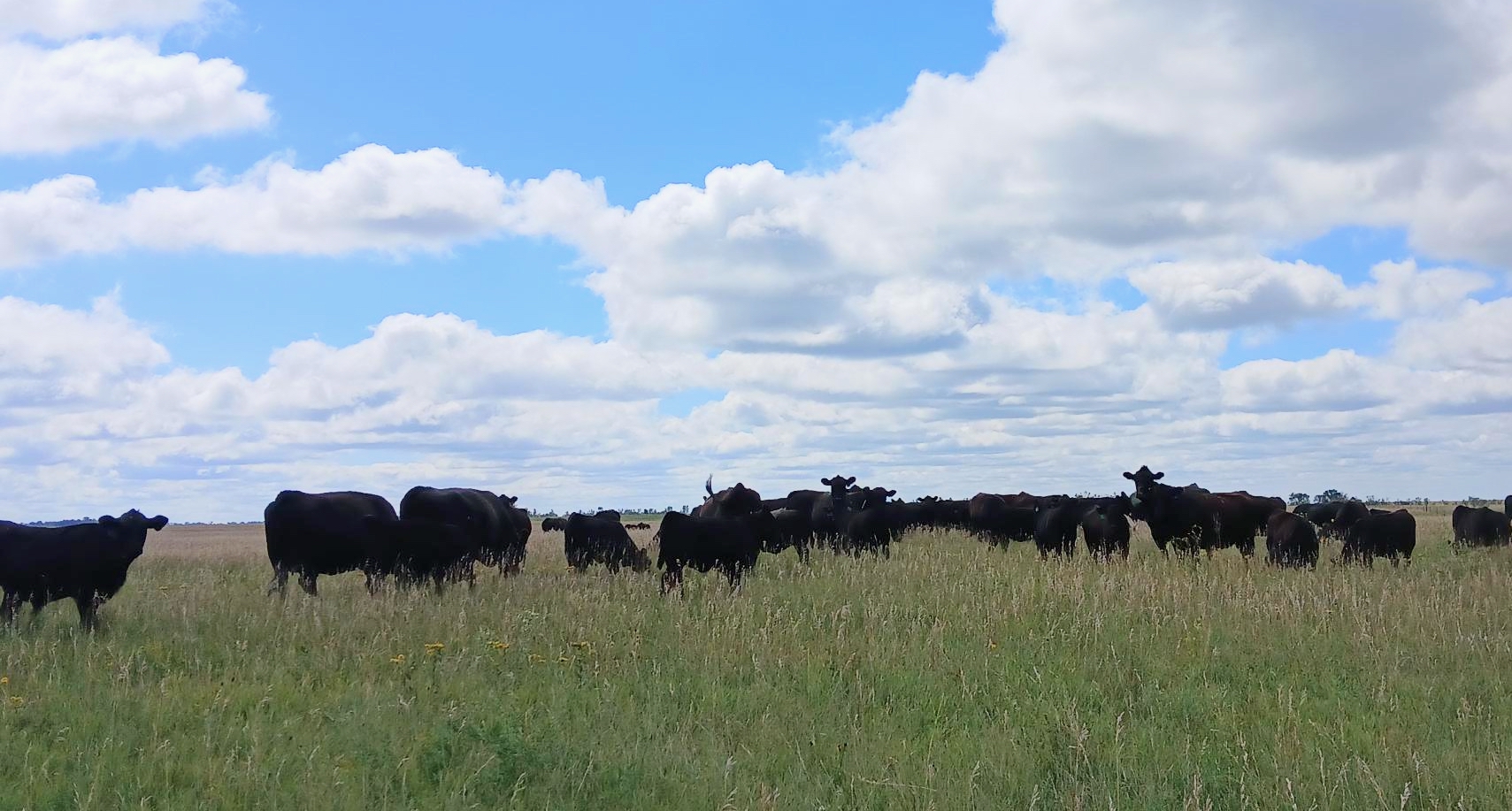 Angus Cattle Tour Will Feature 10 Northeastern South Dakota Ranches ...
