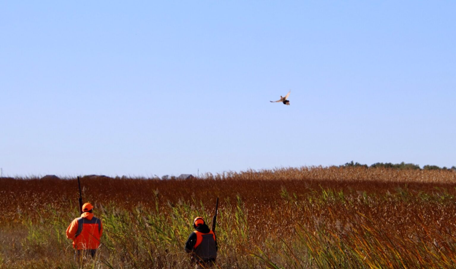 Wind, Unharvested Corn Hinder Hunters On Opening Day Of 2025 Pheasant ...