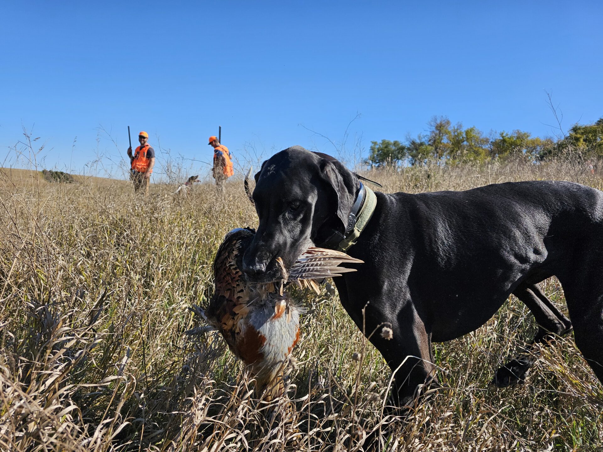 Local Guide's Training Turns Rescue Dogs Into Hunting Machines ...