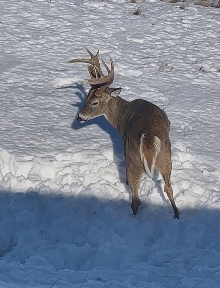 GFP Seeking Public's Help In Identifying Who Shot, Killed Deer Near ...