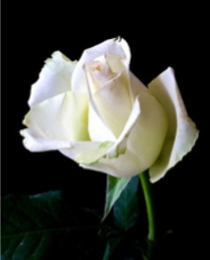 Obituaries | Aberdeen Insider