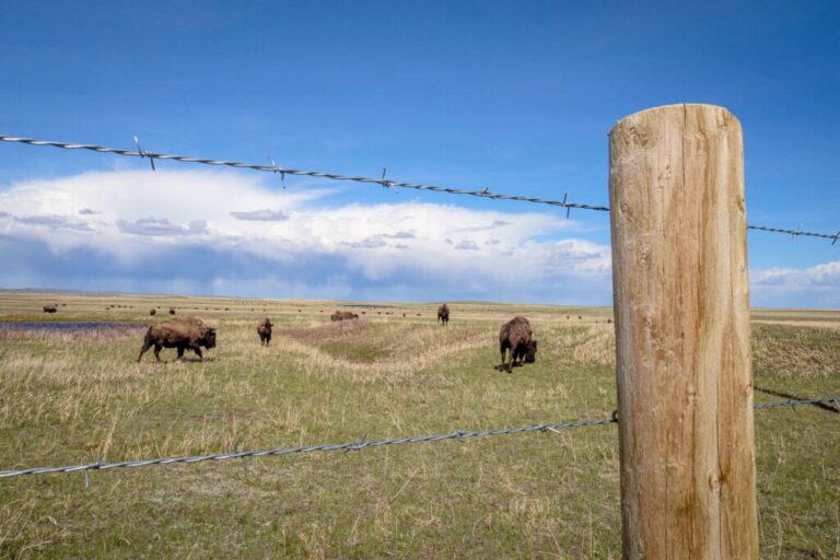 American Prairie, Conservation Groups Appeal Bison Grazing Decision ...